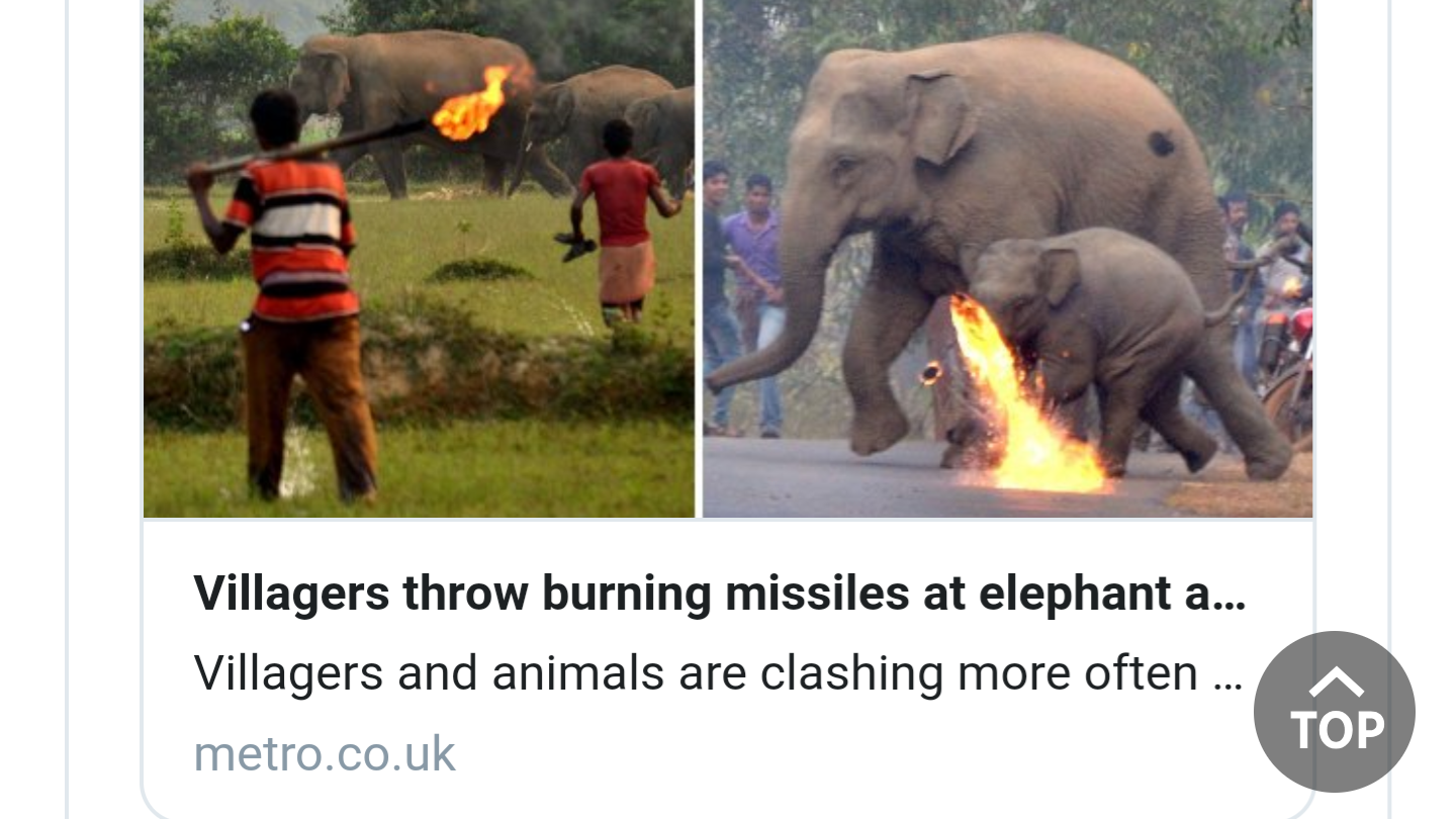 Petición · We want justice: ¡Lest help the elephants! They need to walk ...