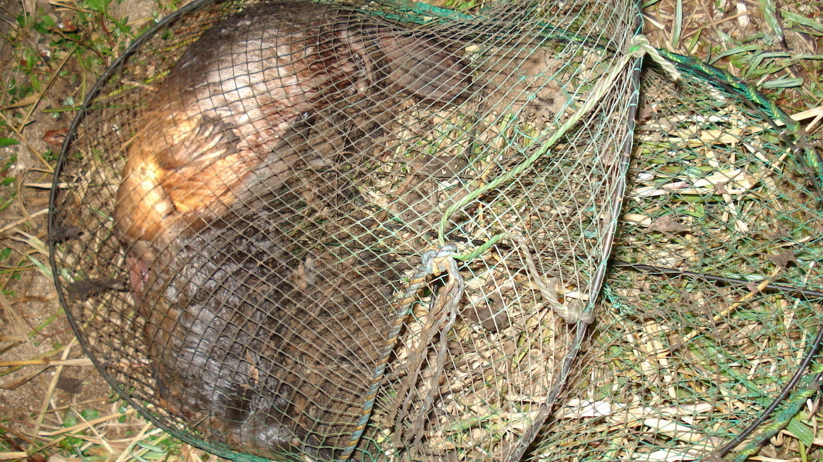 Petition · Ban the use of enclosed yabby traps in freshwater in ...