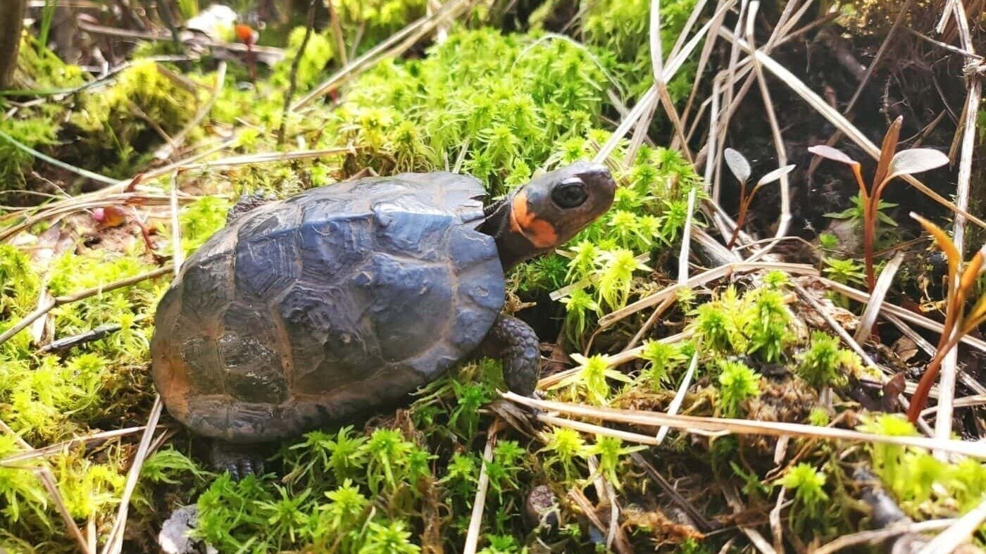 Petition · Protect Bog Turtles from Extinction by Protecting Their ...
