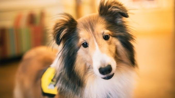 Petition · Animal - Philippines · Change.org