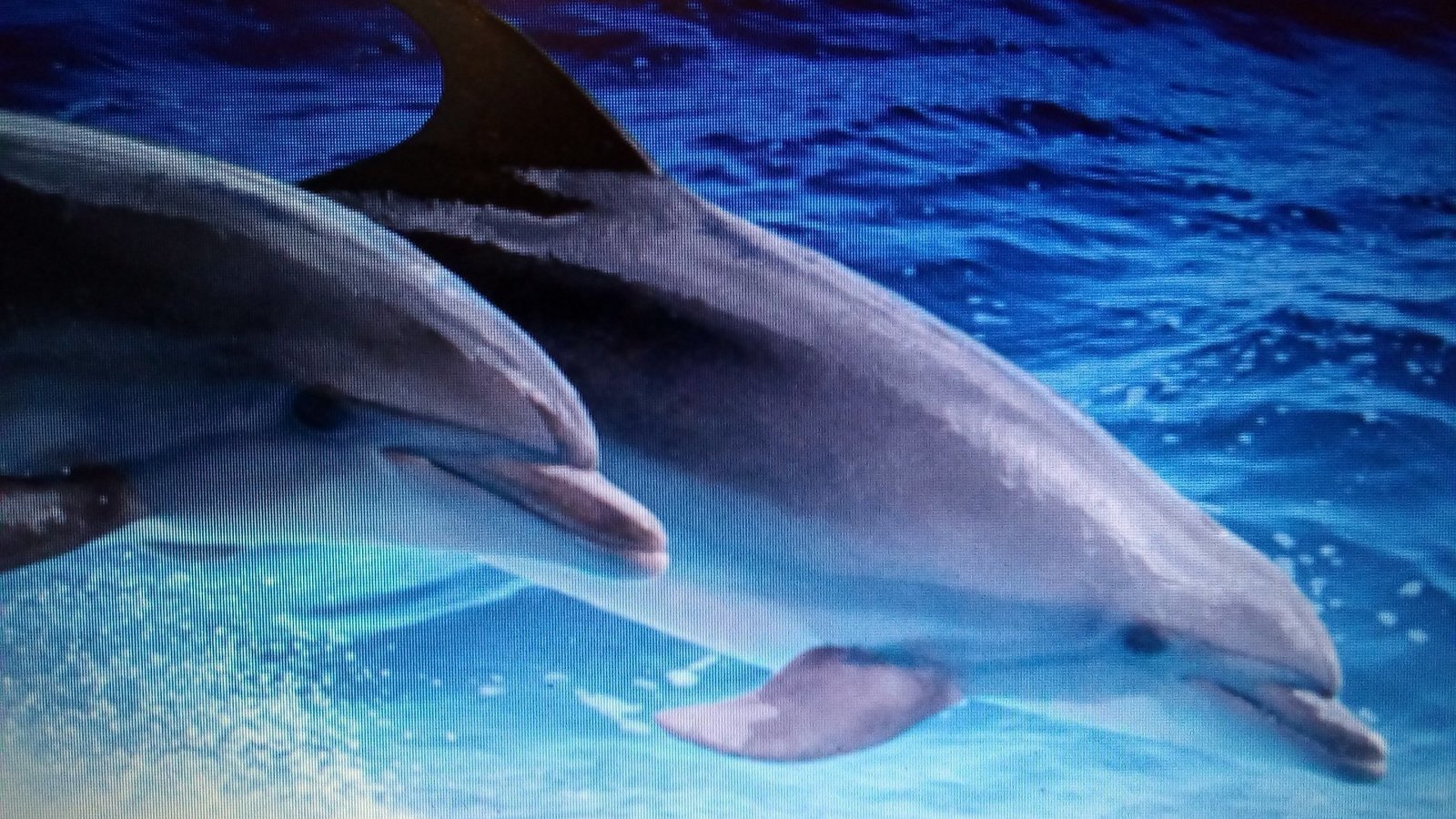 Petition · SAVE OUR DOLPHINS - United Kingdom · Change.org
