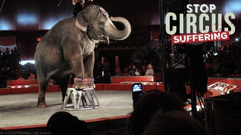Petition update · Launch of the EU Stop Circus Suffering Campaign · Change.org