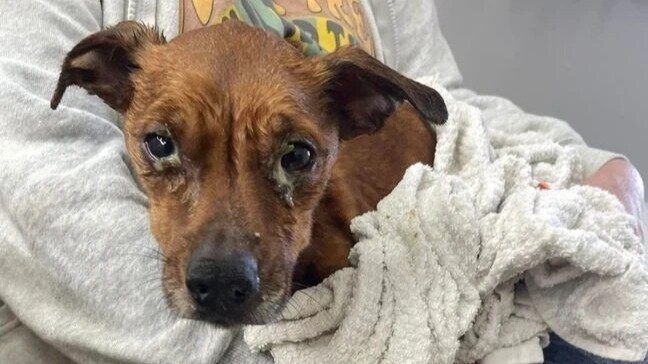 Petition · Charge Animal Abuse Like the Crime It Is: Demand Justice in ...