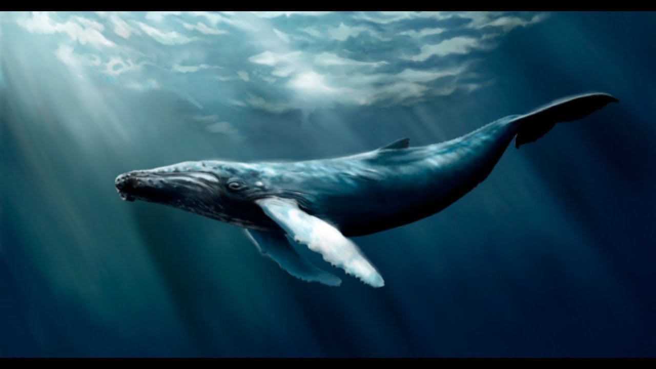 Petition · Keep the Oceans Clean to Save Blue Whales - United States ...