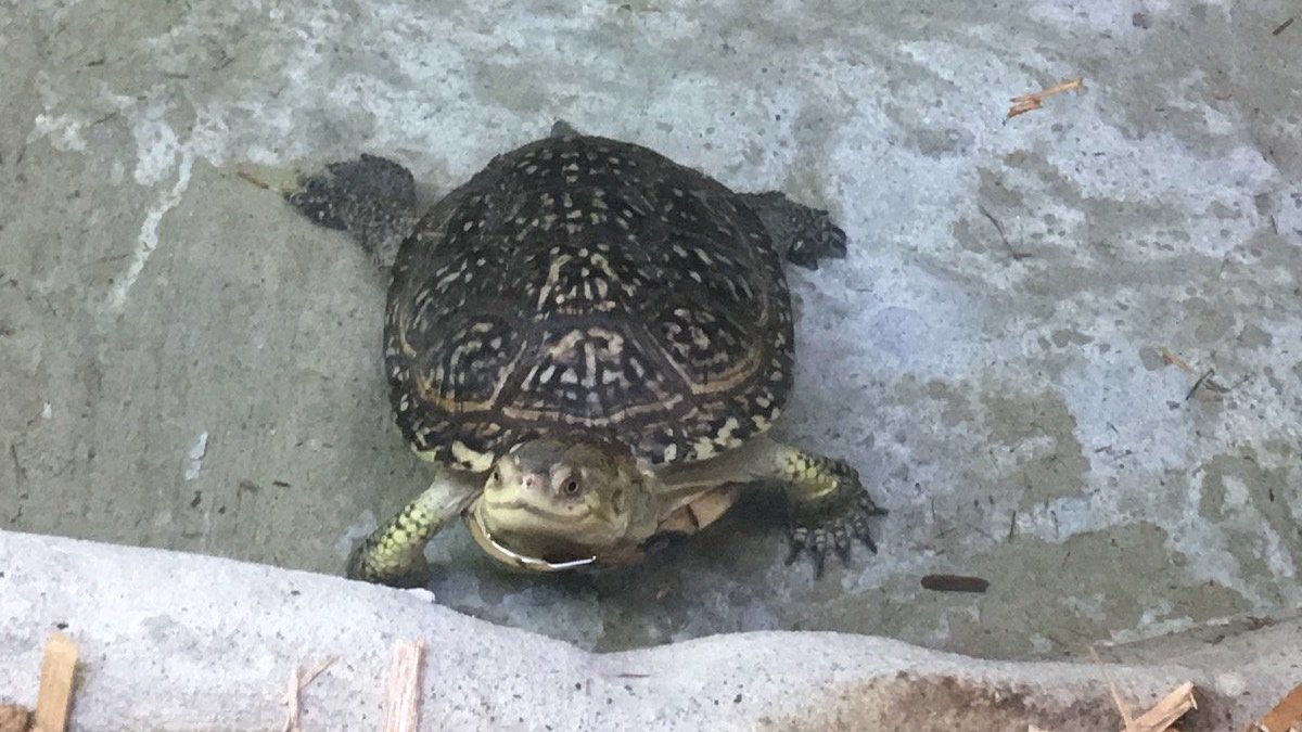 Petition · Ban Mariana from feeding fish to Boomer and Bowser. - Canada ...