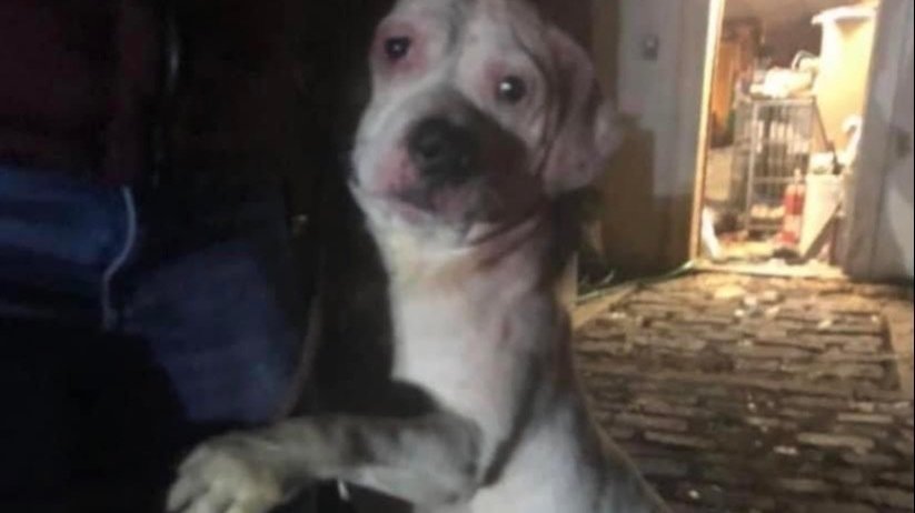 Petition · Save the “Fab 5” dogs at Speranza Animal Rescue - United ...