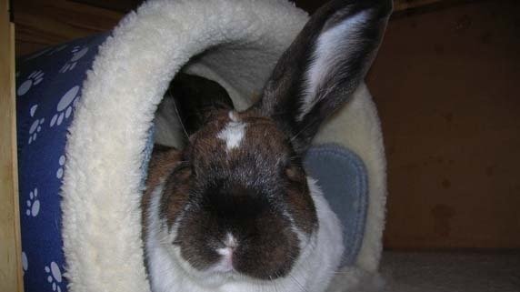 Petition · CHI'S LEGACY: Include the protection of pet rabbits in the ...