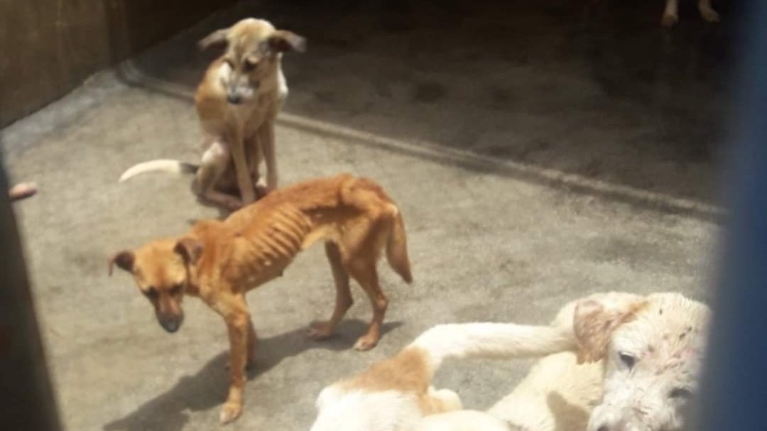Petition · Stop inhumane killing of dogs in Mauritius - Mauritius ...