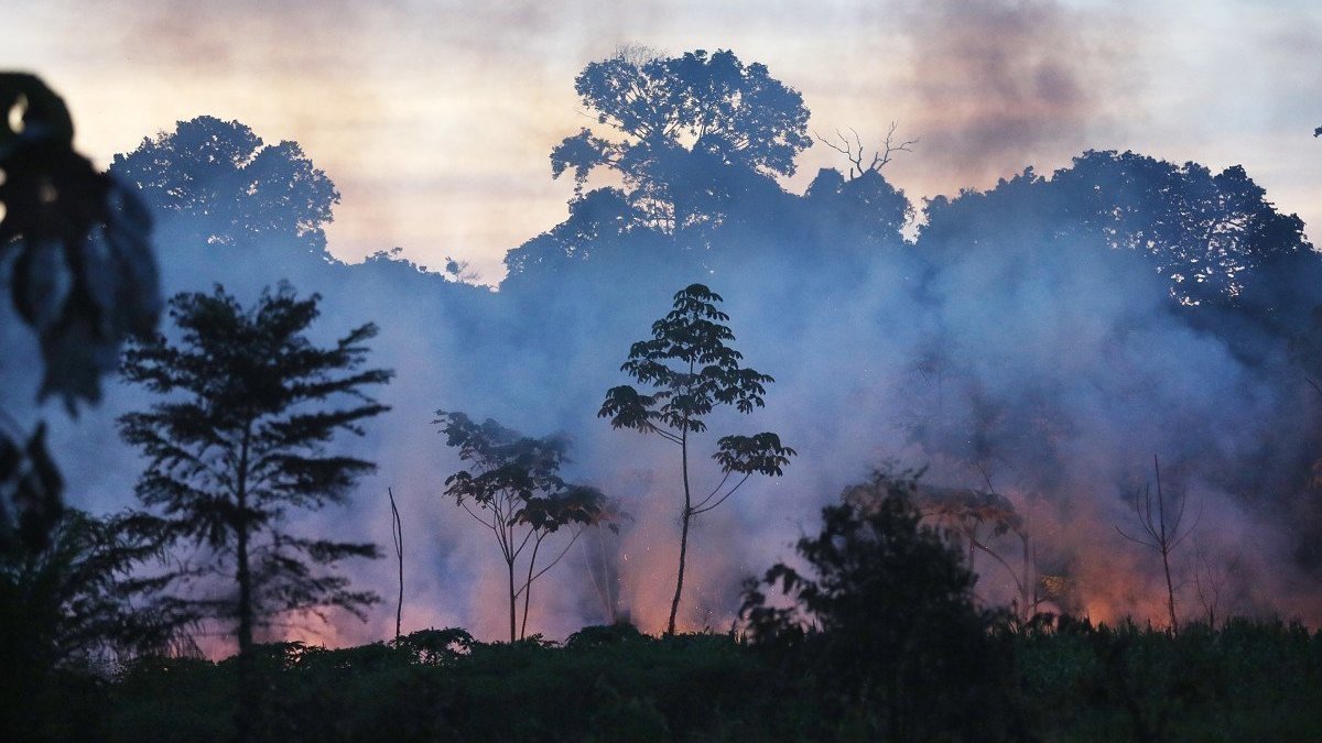 Petition · Save The Amazon From Burning Up - Sweden · Change.org