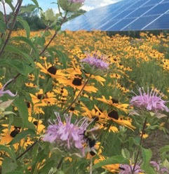 Petition · Plant solar farms with pollinator-friendly, pesticide-free ...