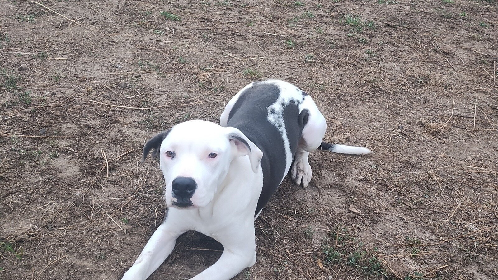 Petition · Demand Animals' Rights: Remove the Homeless Dog from Matthew ...