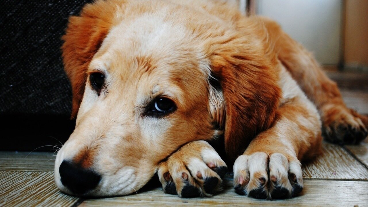 Petition · Implement Strict Laws Against Bestiality in All States ...