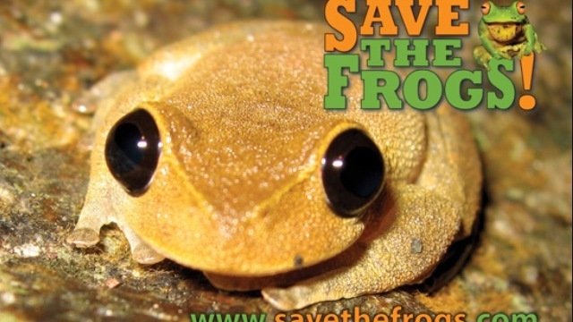 Petition · Help us save the frogs, Sign here to help! · Change.org