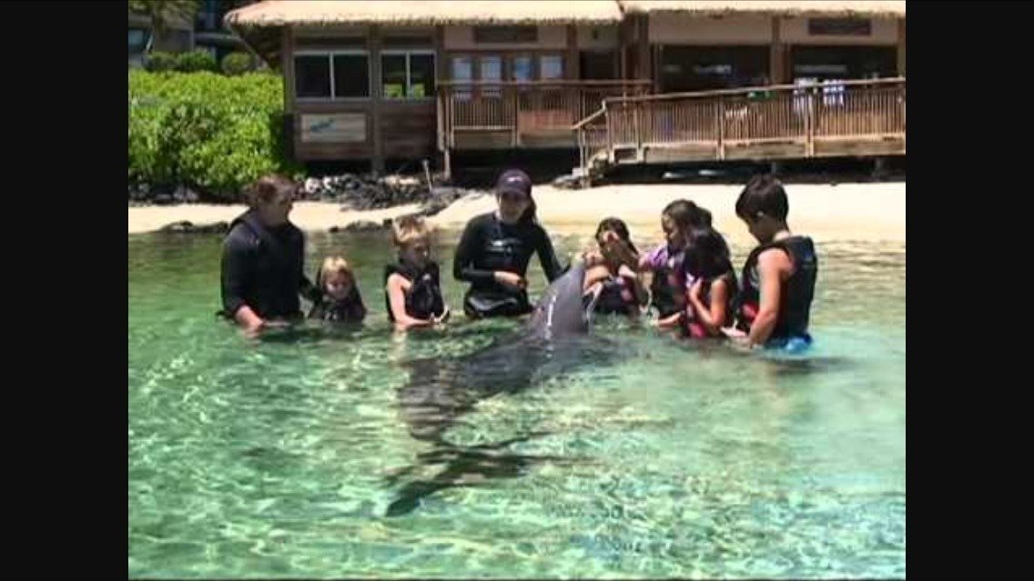 Petition · Stop the abuse of trapped dolphins at the Hilton resort in ...