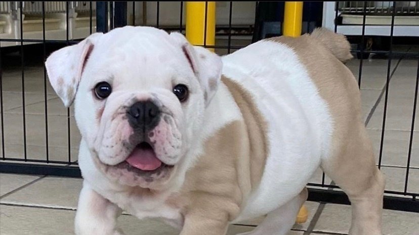 Petition · get the monness’s another dog · Change.org