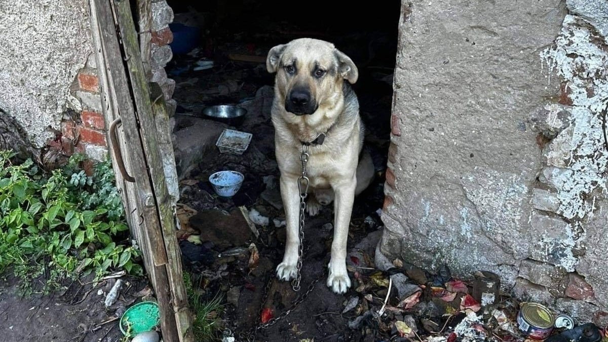 Petition update · SURVEY: Just 24 hours to complete this survey for animals! · Change.org ...