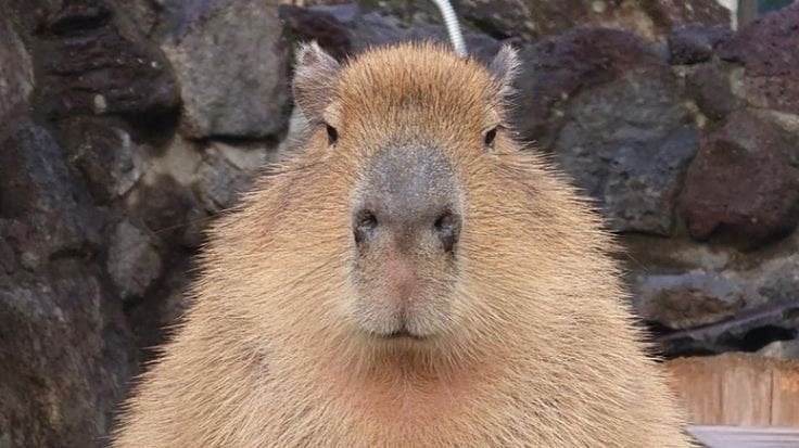 Petition · Make a capybara emoji. - Czechia · Change.org