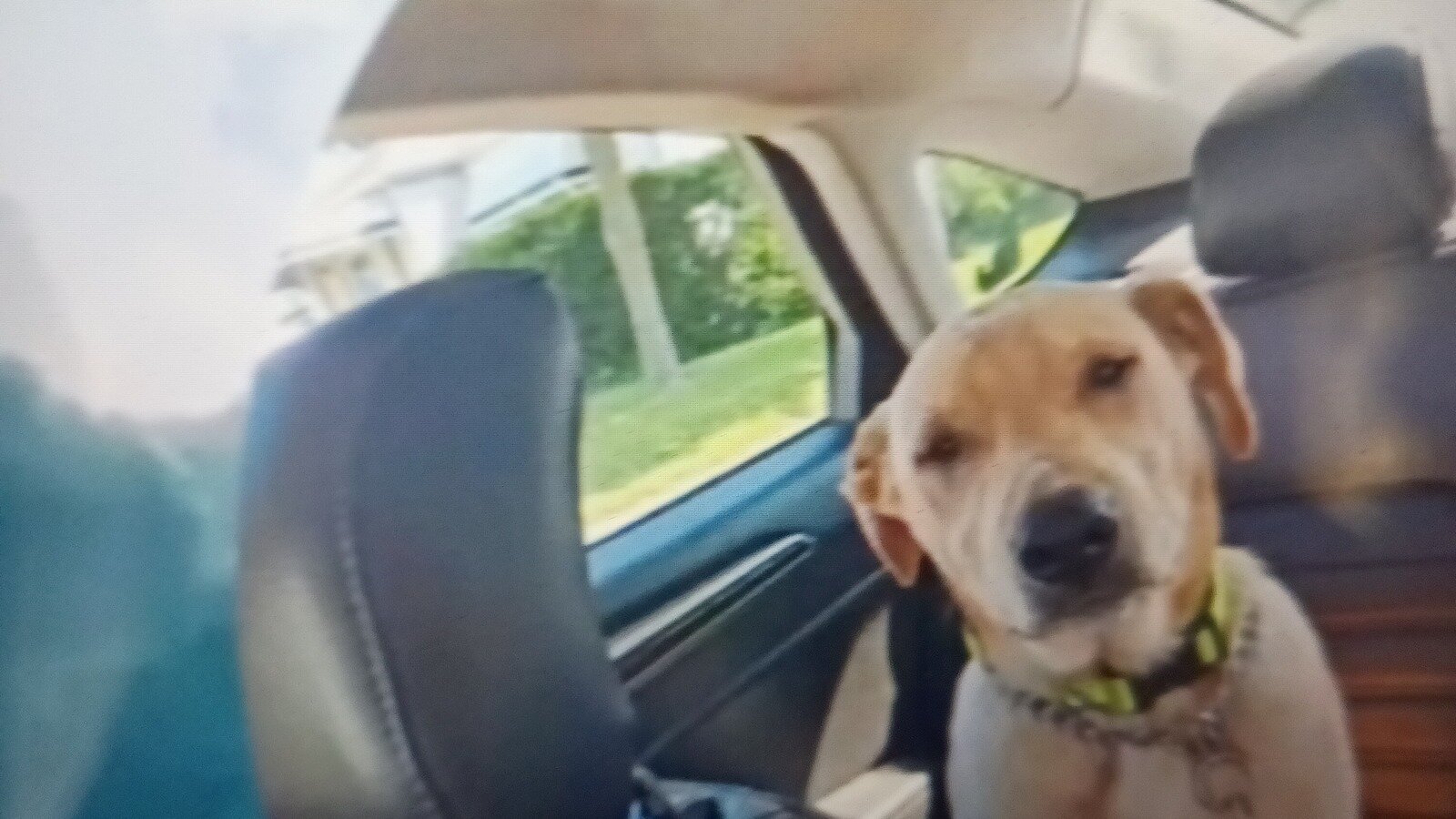 Petition · Justice for Dixie, terminate officer Elliott Palmer - United ...