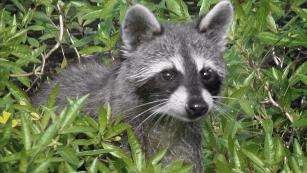 Petition · A different method to check animals for Rabies - United ...