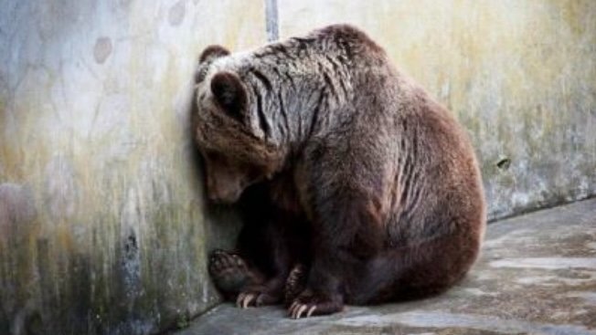 Petition · Give animals the freedom they deserve by banning zoos and ...
