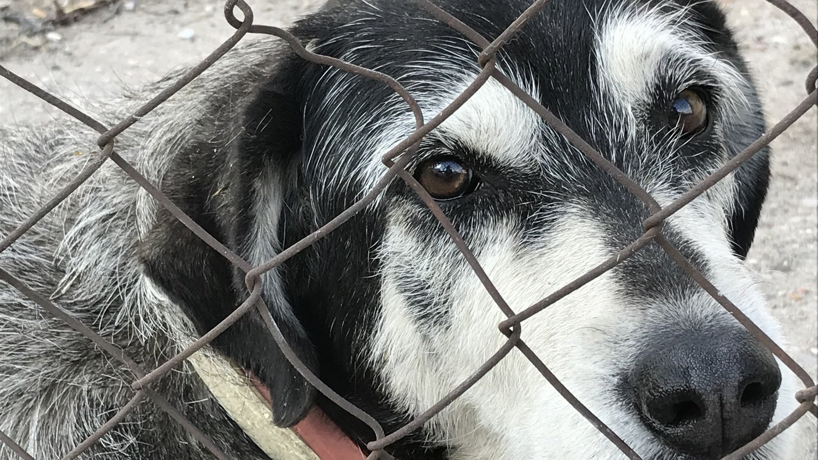 Petición · Salvemos a este pobre animal. - España · Change.org