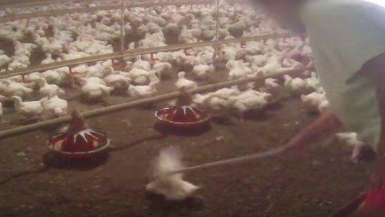 Petition · Prosecute T and S Farm for Abusing Chickens - United States ...