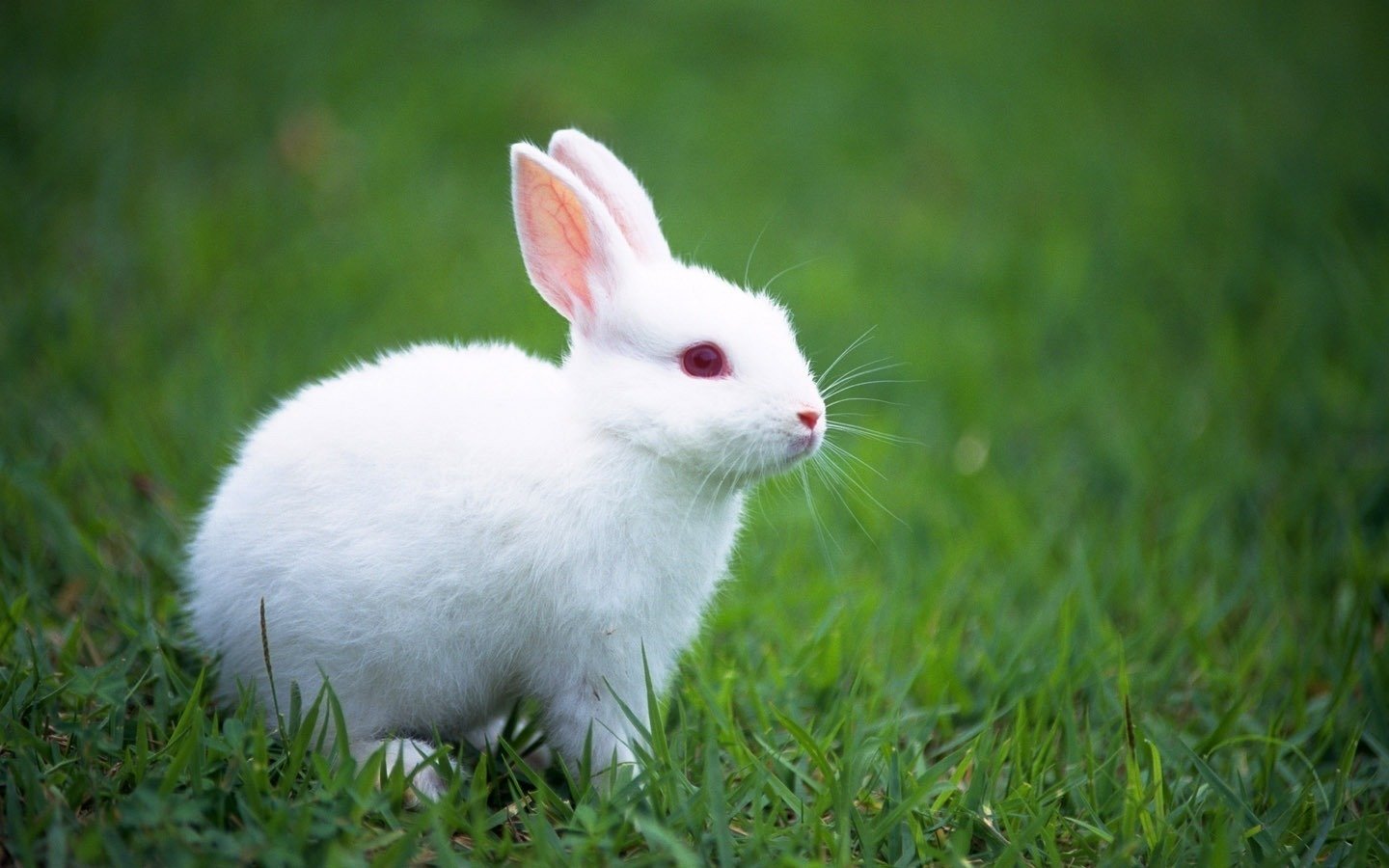 Petition · Get an Albino Rabbit Named Miffu for the Dan - United States ...