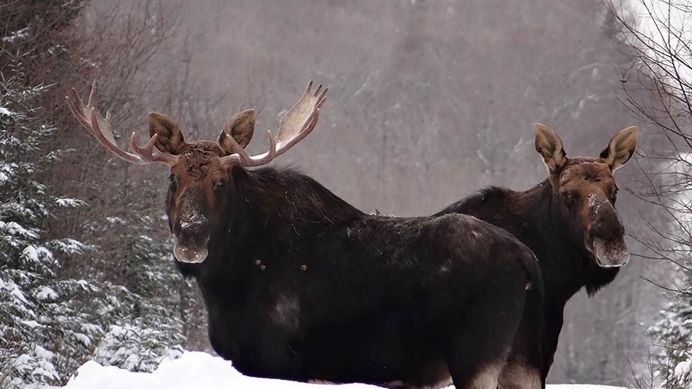 Petition · Meese - United States · Change.org