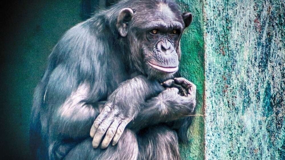 Petition · Raise Awareness and End Animal Cruelty - United States ...