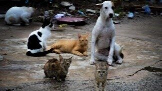 Petition · Preserve and Protect Poor Stray Animals from Cruel Treatment ...