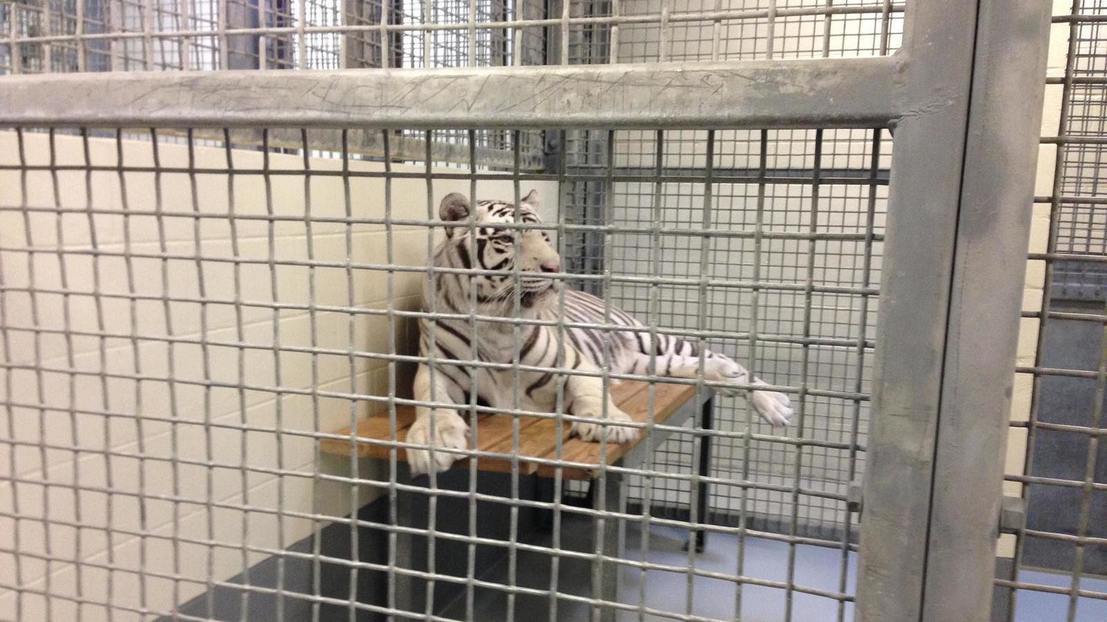 Petition · Free the Tigers at Houston's Downtown Aquarium - Houston ...