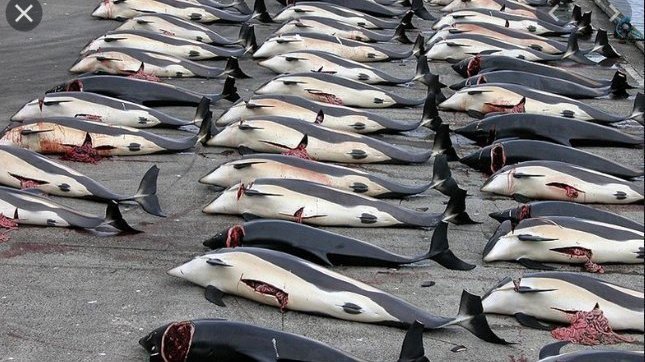 Petition · Stop whaling in the world - Australia · Change.org