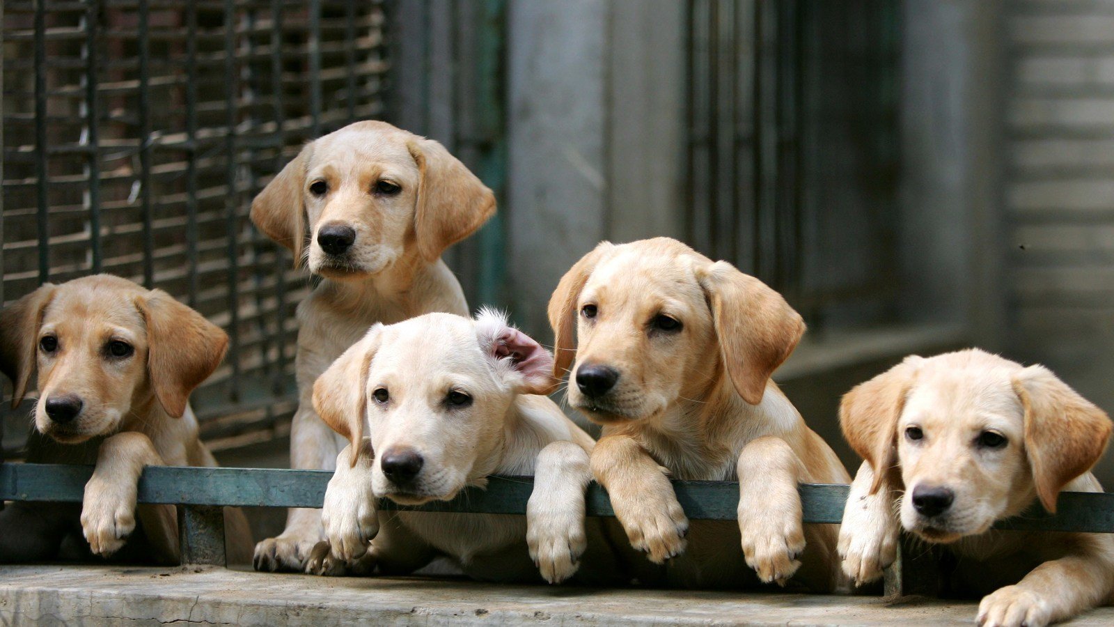 Petition · Appeal to Strengthen Animal Protection Laws in our Country ...