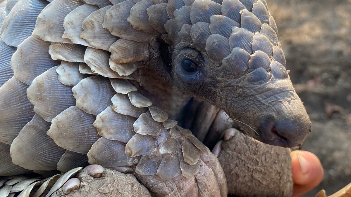 Petition · PANGOLIN AWARENESS NOW!! - United Kingdom · Change.org