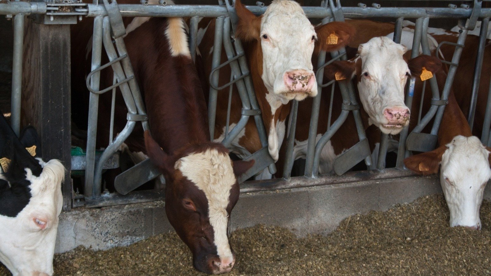 Petition · Empower Animal Rights Advocacy: Stand up for Cruelty-Free ...