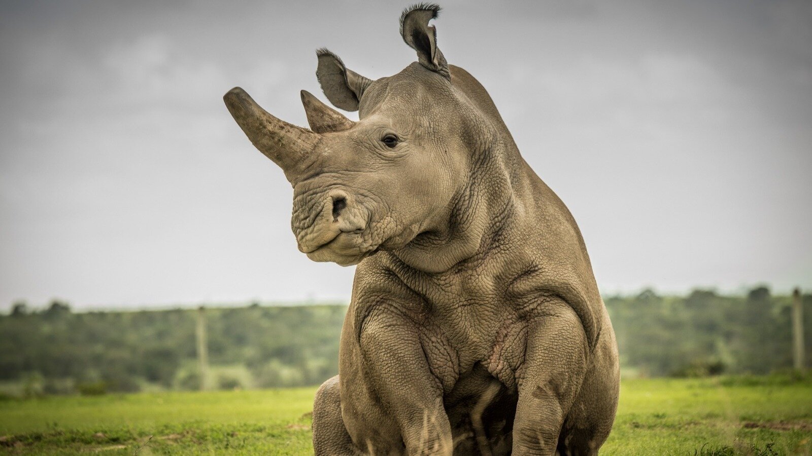 Petition · Help to stop the Inhumane Poaching of White Rhinos ...
