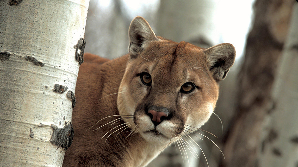 Petición · Detengan la captura del puma en el Parque Nacional Iguazú ...