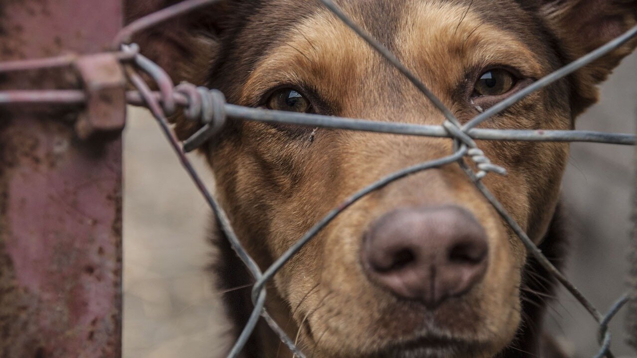 Petition · Protect India’s Stray Dogs: Strengthen the Prevention of ...