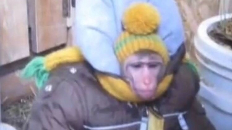 Petition · Monkeys are awesome! - United States · Change.org