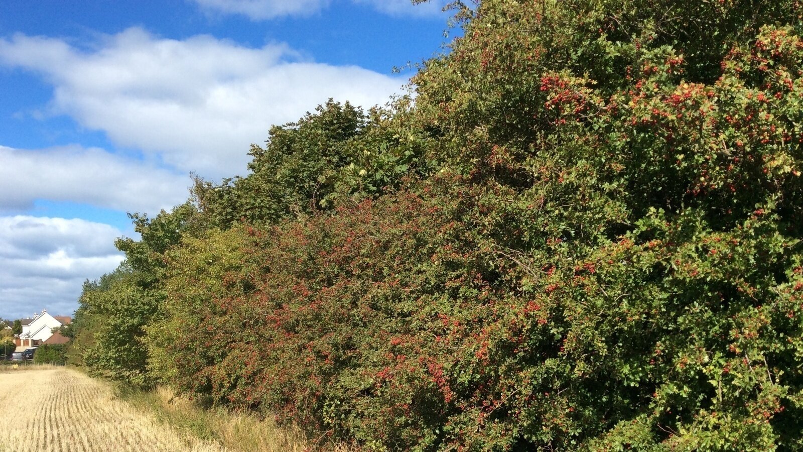 Petition · Save the tree belt at North Berwick High School - United ...