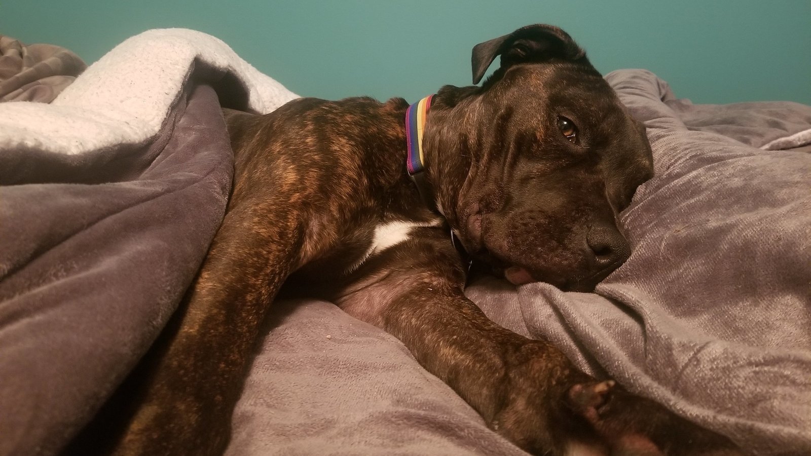 Petition · End BSL Nanaimo & district - Canada · Change.org