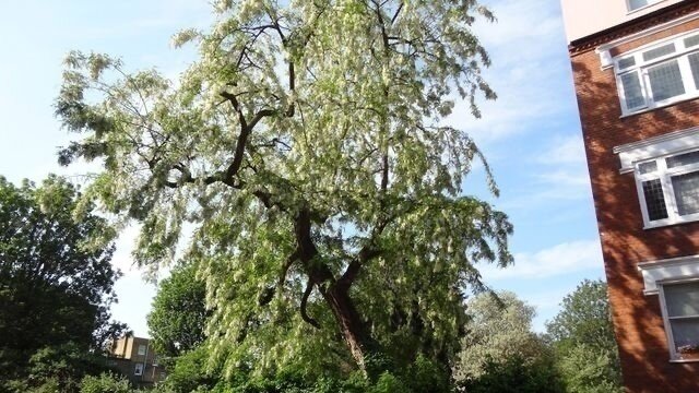 Petition · Remove the Hazardous Tree in Colehill Gardens and Enforce ... Petition · Remove the Hazardous Tree in Colehill Gardens and Enforce ...