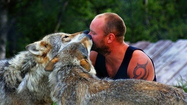 Petition · Stop the Legal Hunting of Wolves in the United States ...