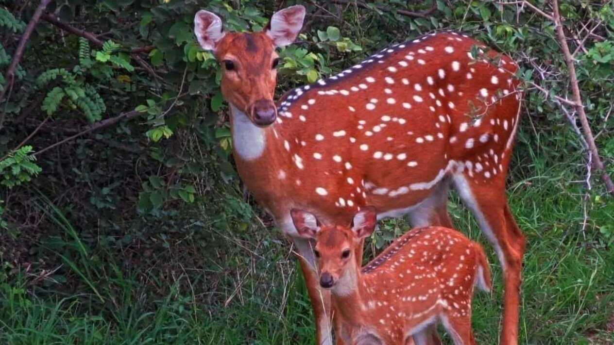 Petition · Halt TGIIC's Auction of 400+ Acres of Vital Forest Land in ...