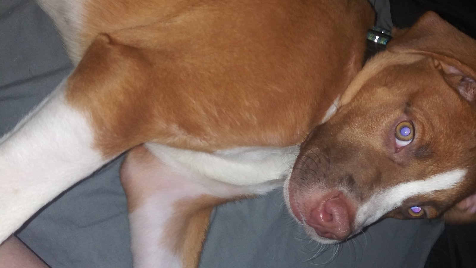 Petition · Save our Pitties - United States · Change.org