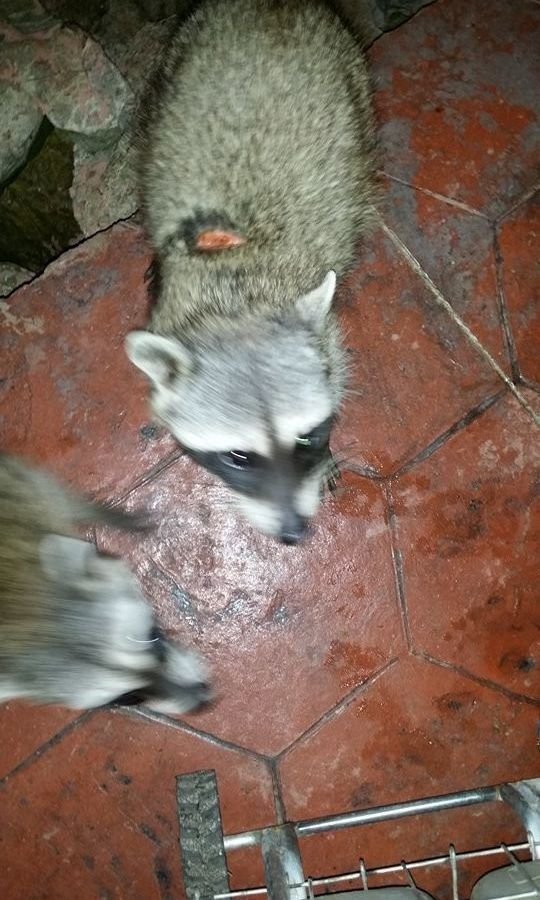Petición · No a La Cacería De Mapaches En Tampico - Miramar - México ...