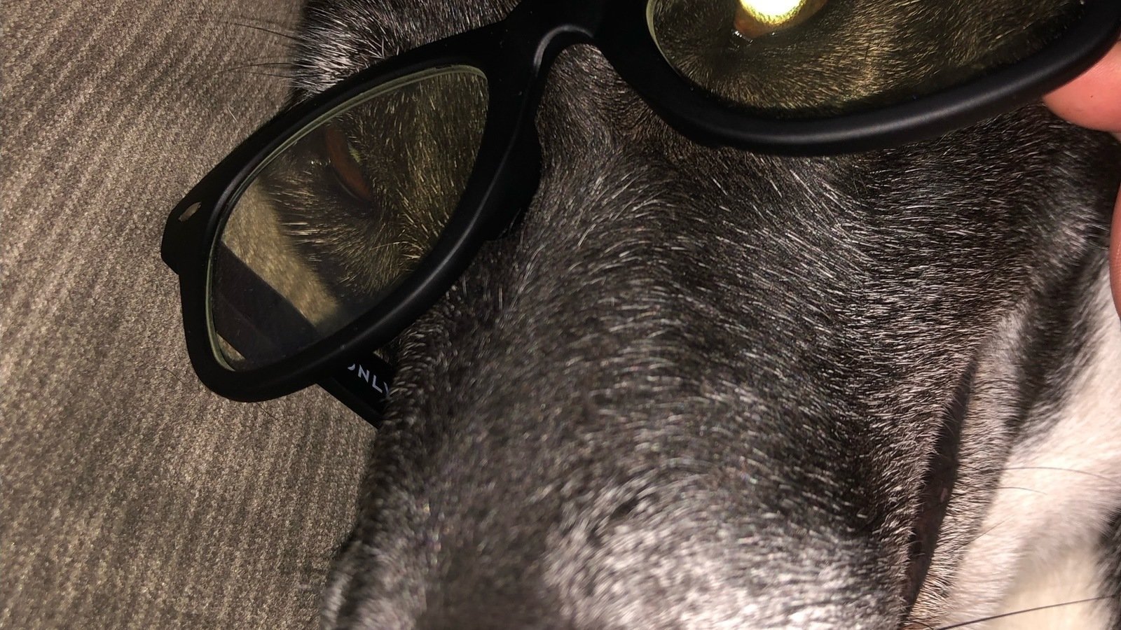 Petition · Get sady back from the pound - United States · Change.org