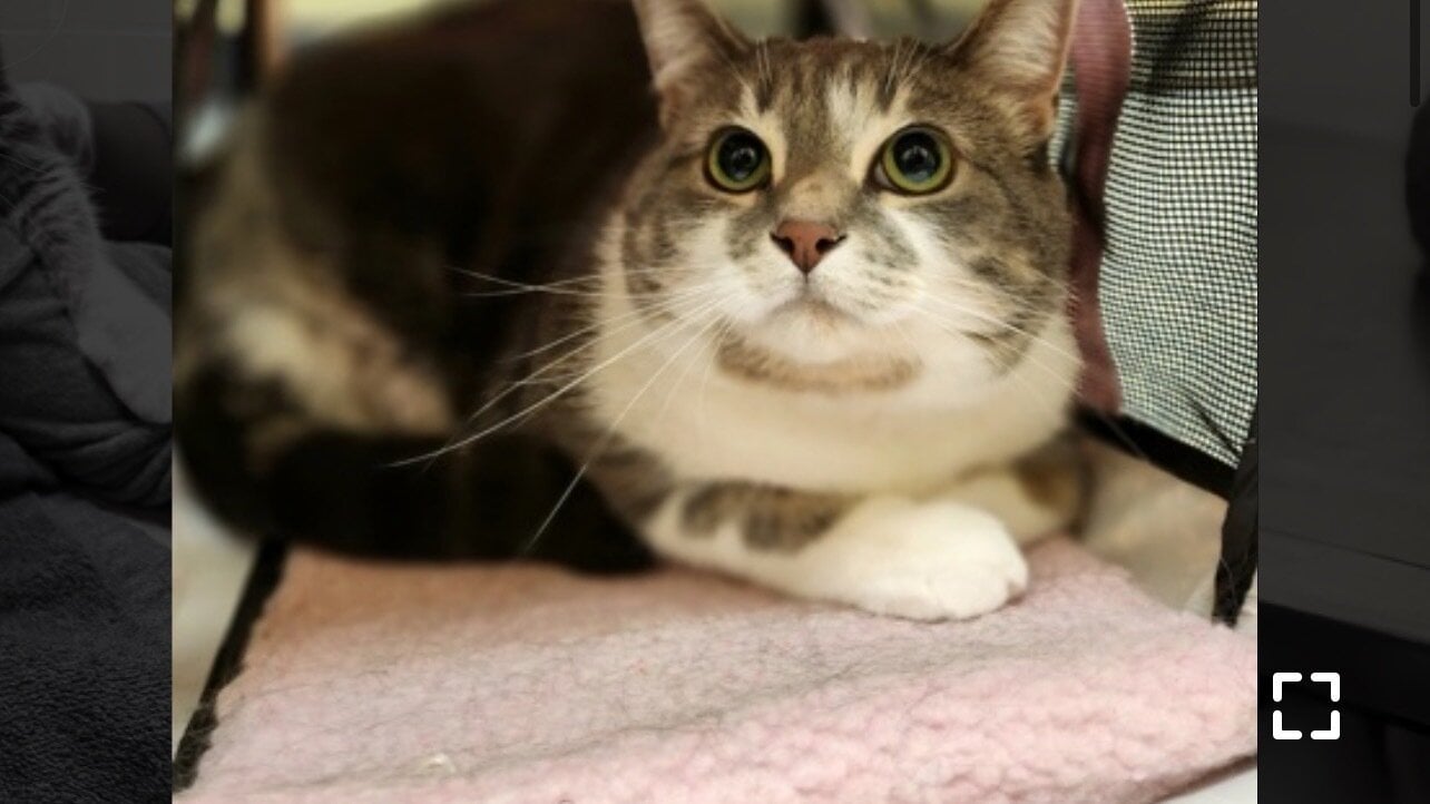 Petition · GET GABE A CAT - United States · Change.org