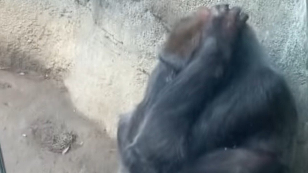 Petition · Freedom should be equal - ban animal zoos - North Macedonia ...