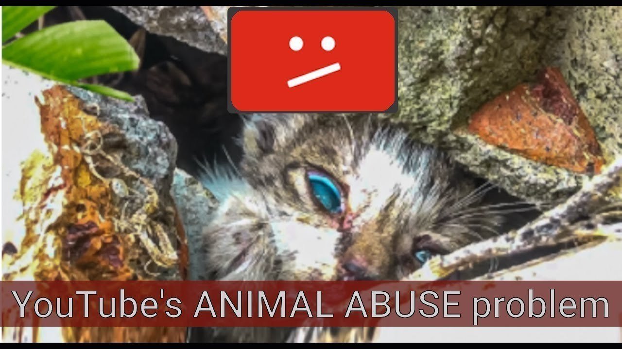 Petition · Stop allowing animal abuse on Youtube to go unpunished ...